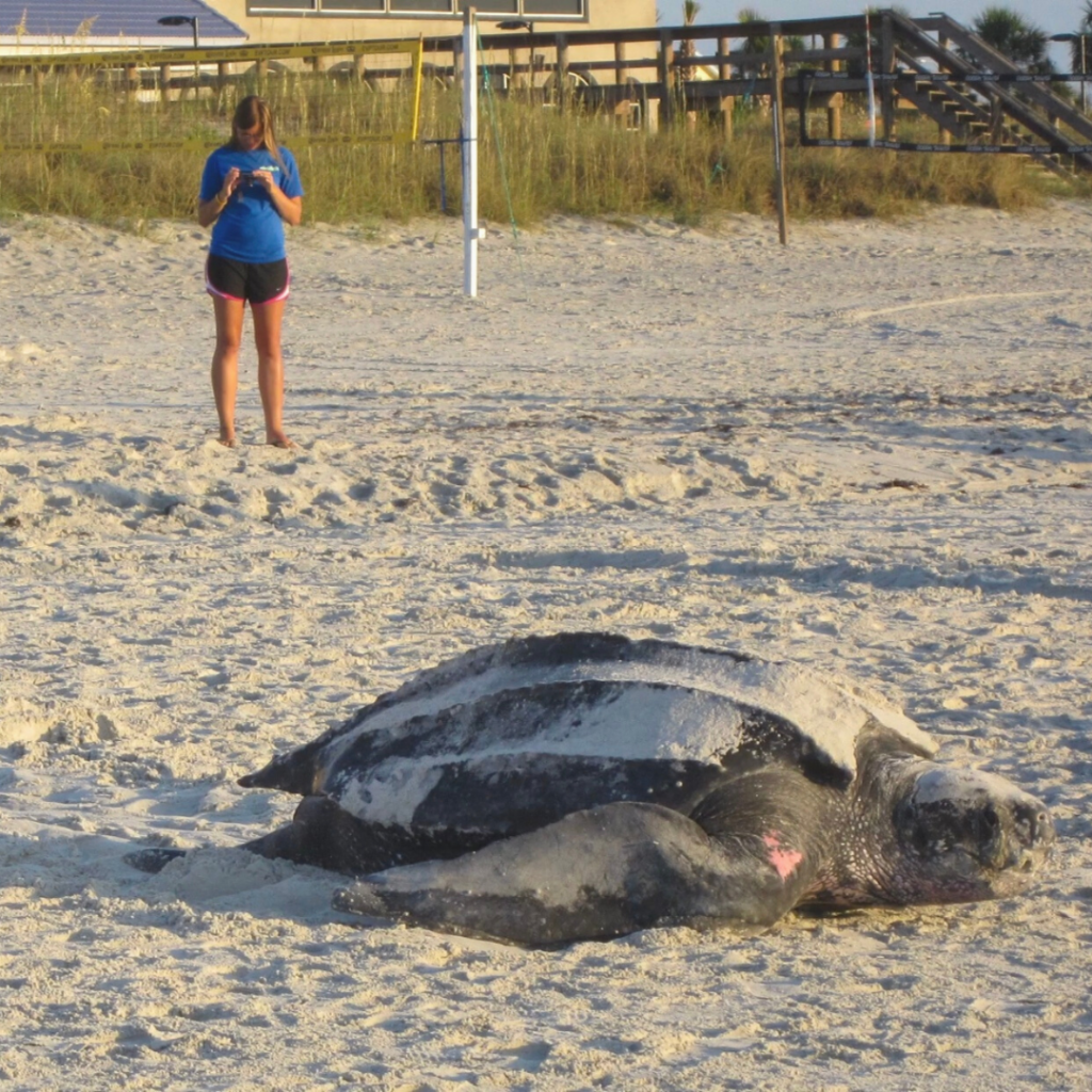 SEA TURTLES – Beaches Sea Turtle Patrol