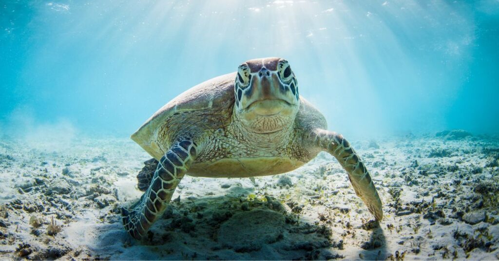 Beaches Sea Turtle Patrol – Marine Turtle Conservation in Atlantic ...